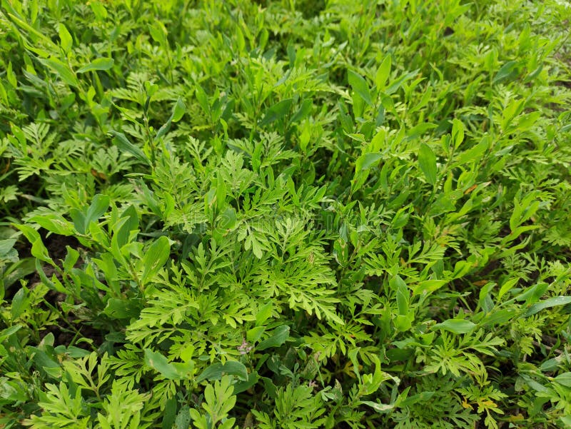 Florising Ragweed - Ambrosia Artemisiifolia, Weed Ragweed, Texture ...