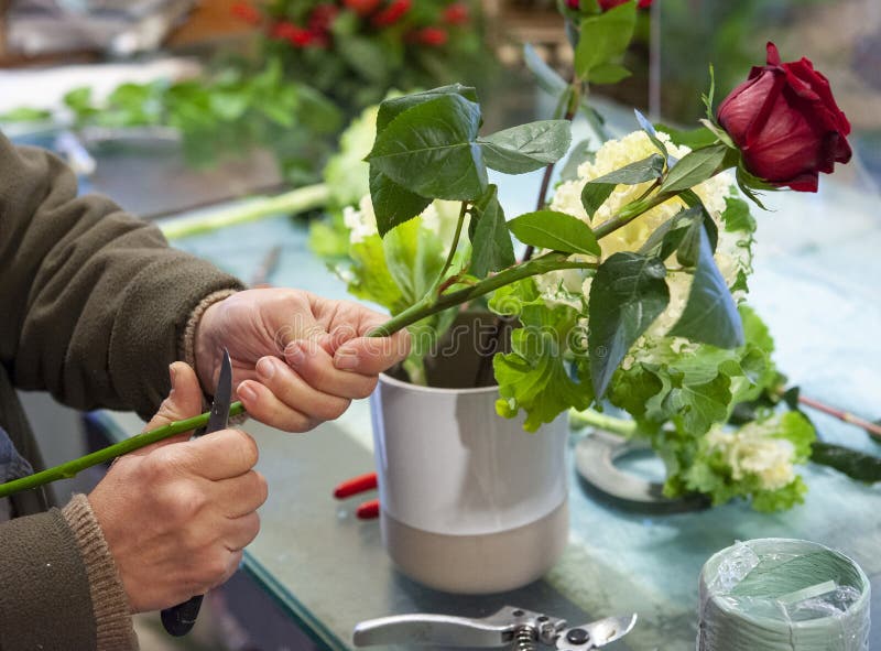 The Florist Cuts Off a Rose Stem with a Sharp Knife Stock Photo - Image ...