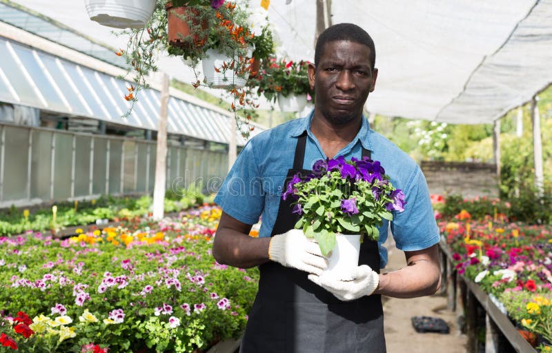 Florist Man Working in Greenhouse Stock Photo - Image of cultivation ...