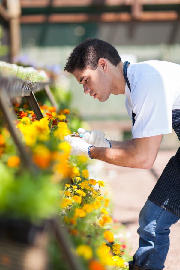 Florist working in nursery stock photo. Image of female - 27064714