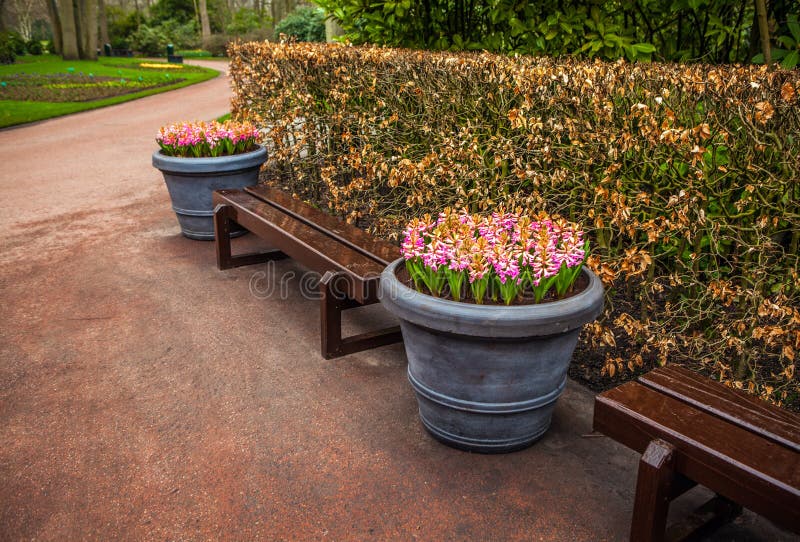 Floristic Decorative Elements Close-up Stock Photo - Image of ...