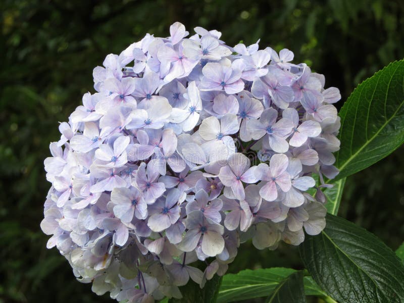 Florists Hydrangea editorial photo. Image of photooftheday - 49299016