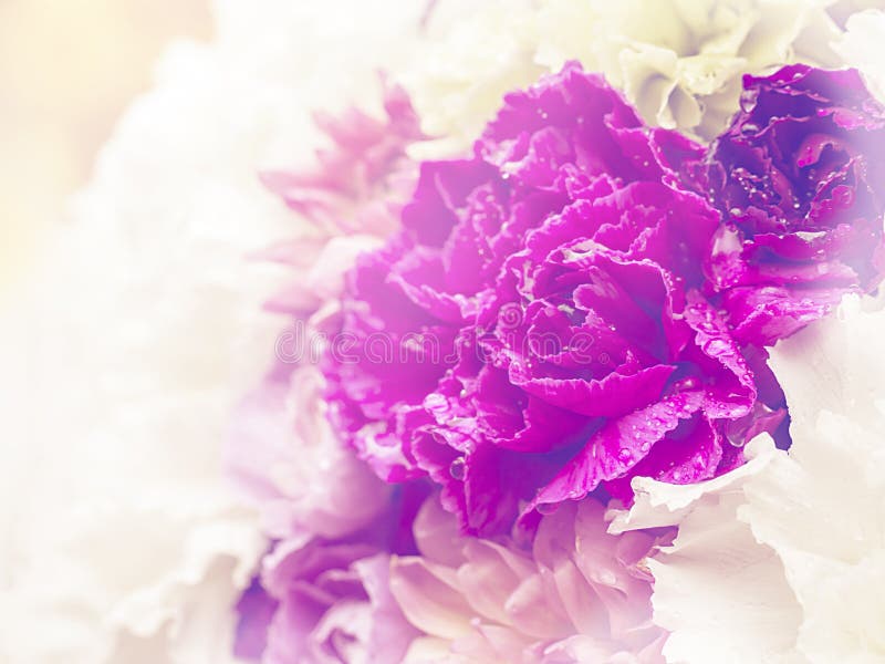 Flosristic Composition of White and Pink Carnations in Drops of Water ...