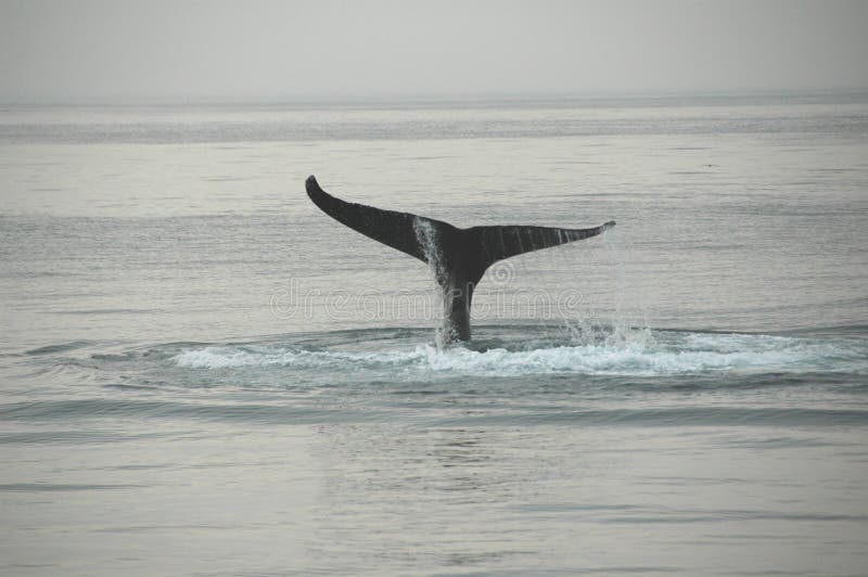 Wal-Familie stockbild. Bild von familie, kalb, flosse - 1024663