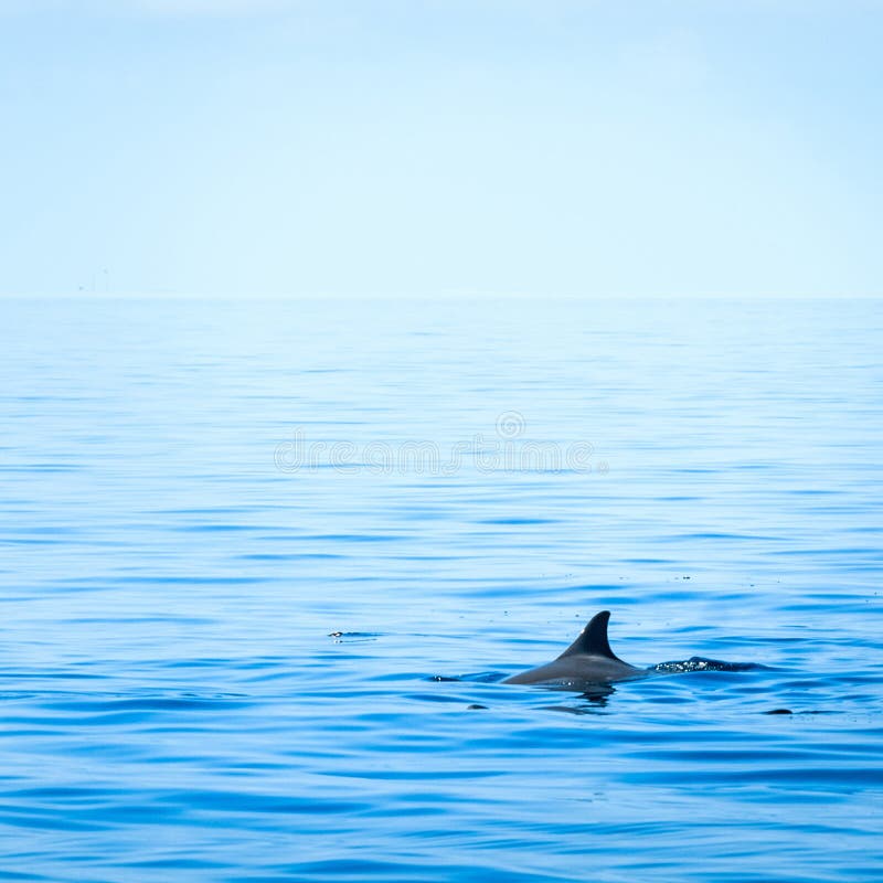 Haifischflosse stockbild. Bild von nave, fische, reflektieren - 39009005