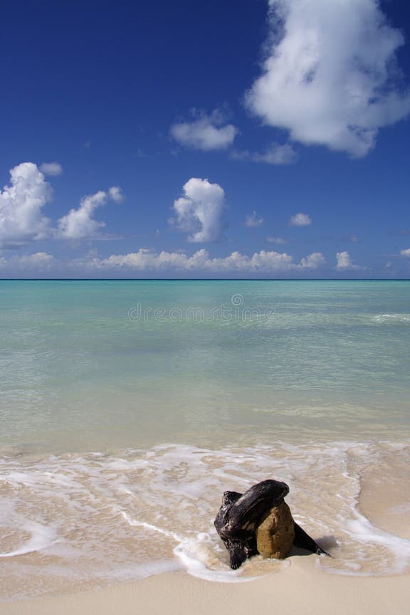 Flotsam stock image. Image of flotsam, root, antigua, colour - 909635