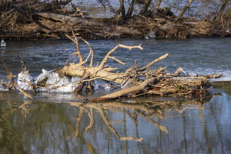 Flotsam in the Lahn stock photo. Image of outdoor, natural - 239972332