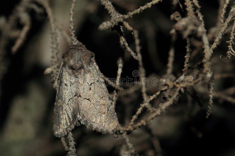 Flounced rustic moth stock image. Image of moth, flounced - 256778847