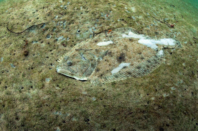 Big Flounder stock photo. Image of atlantic, brown, flounder - 3630384