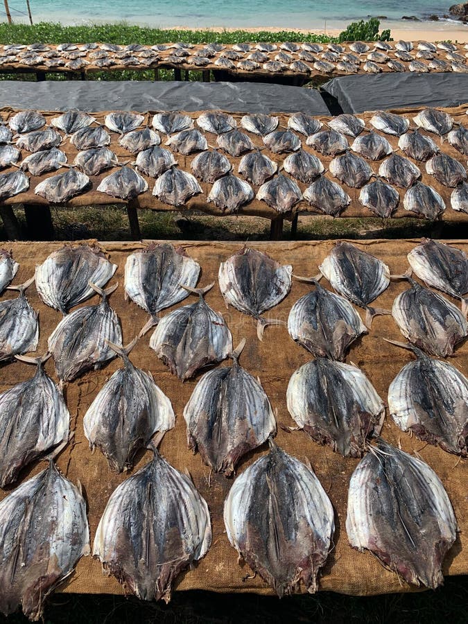 Fish manufacture workers stock photo. Image of fillet - 6773320