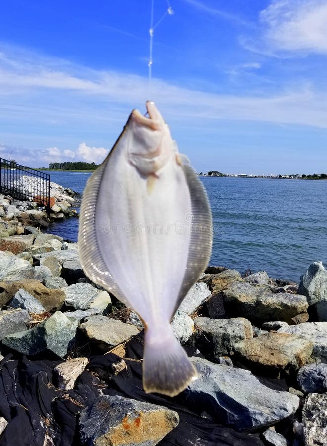 2,188 Caught Fish Line Stock Photos - Free & Royalty-Free Stock Photos ...