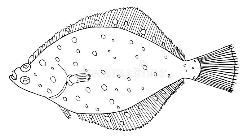 Flatfish Vector Illustration Stock Illustrations – 578 Flatfish Vector ...