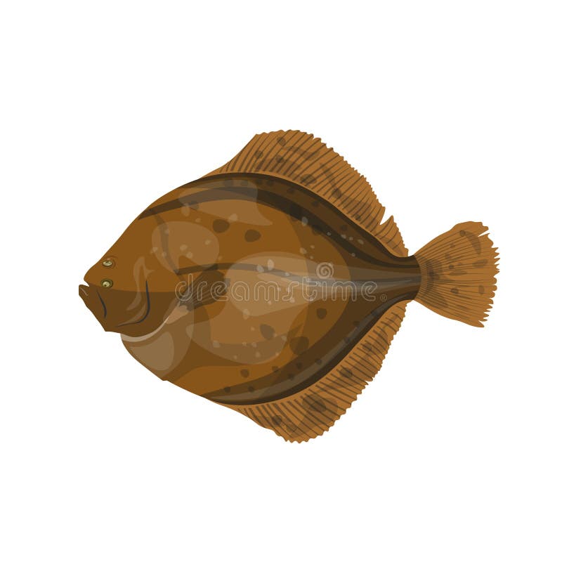 Flounder Fish, Vector Illustration in Flat Style Stock Vector ...