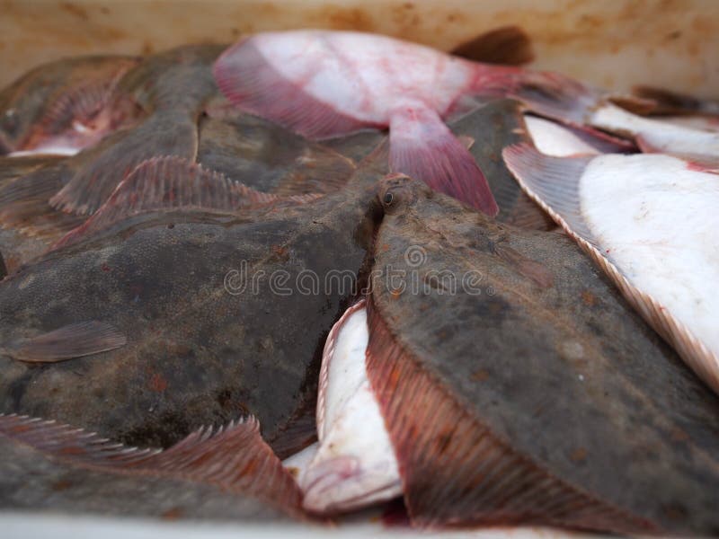 Flounder stock photo. Image of brown, nature, pink, marine - 66413152