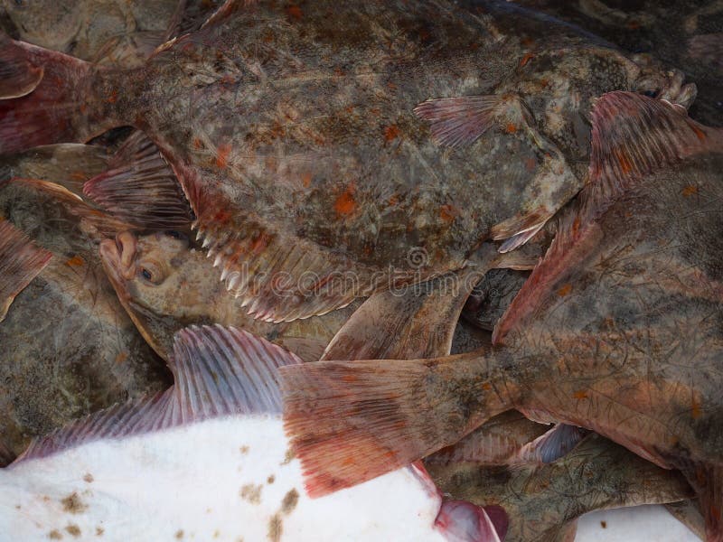 Flounder stock image. Image of closeup, scale, rosemary - 66413243