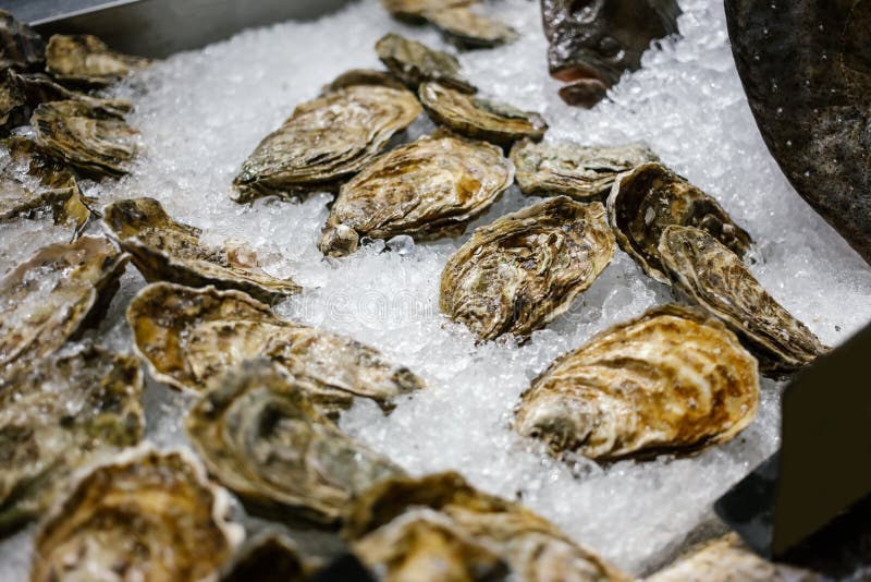 Flounder and Oysters on the Counter Stock Image - Image of flounder ...