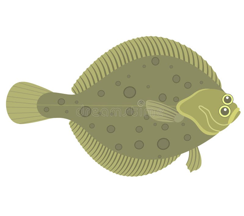 Flounder Stock Illustrations – 1,724 Flounder Stock Illustrations ...