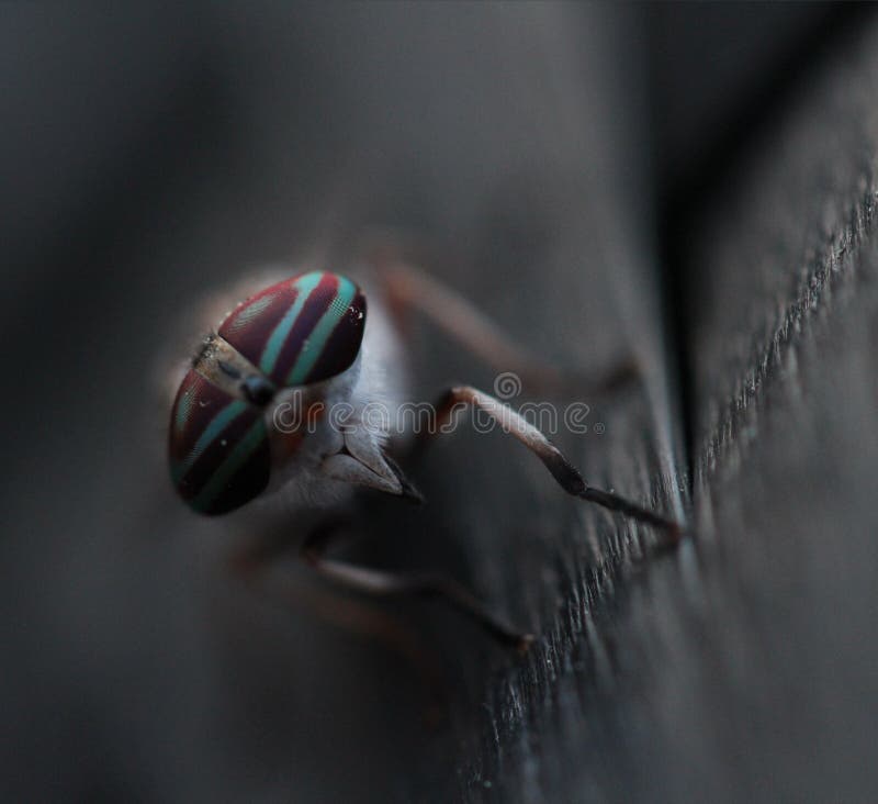 Flour moth Fly blue eyes stock photo. Image of macro - 55745316