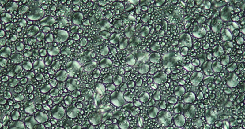 Flour with starch grains stock video. Video of tiny - 200610793