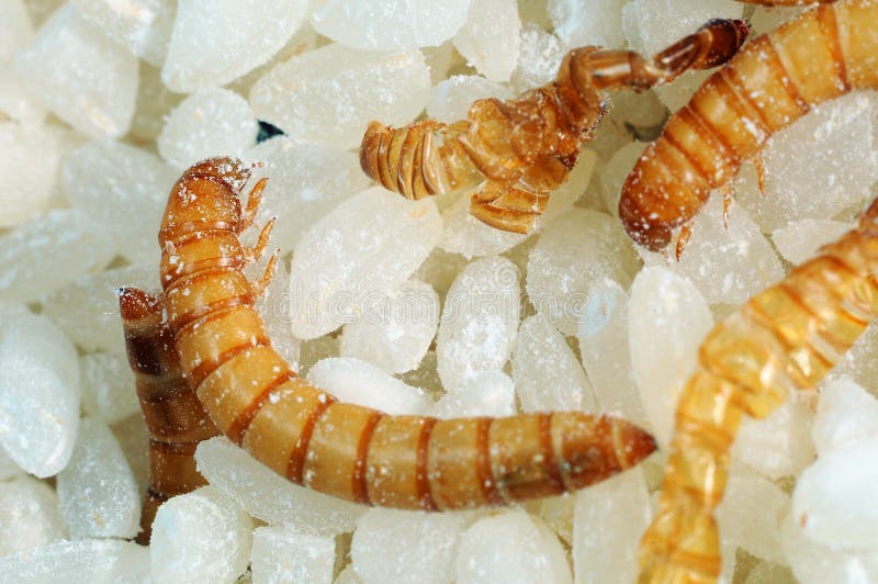 Flour Worms. Rice Infected Flour Worms Stock Image - Image of disgust ...