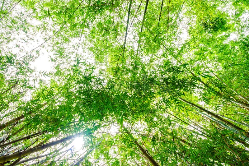 The Flourish Green Asian Bamboo Forest Stock Image - Image of botanical ...