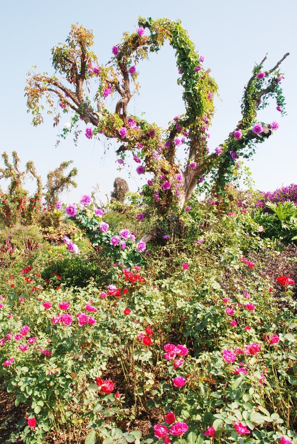 The flourish rose garden stock photo. Image of outdoor - 7499492