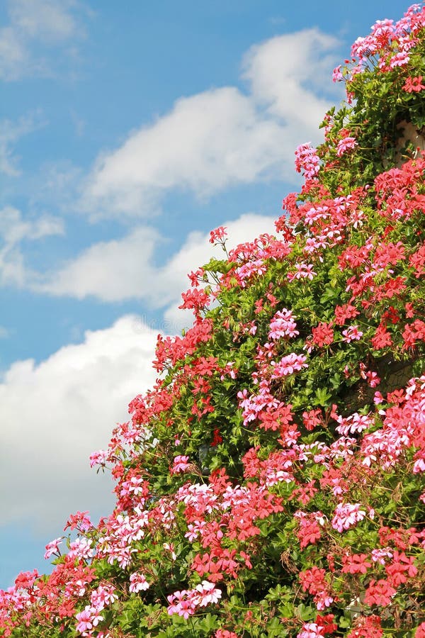 Flourishing Geranium, Balcony Flower Pot Stock Photo - Image of leaf ...