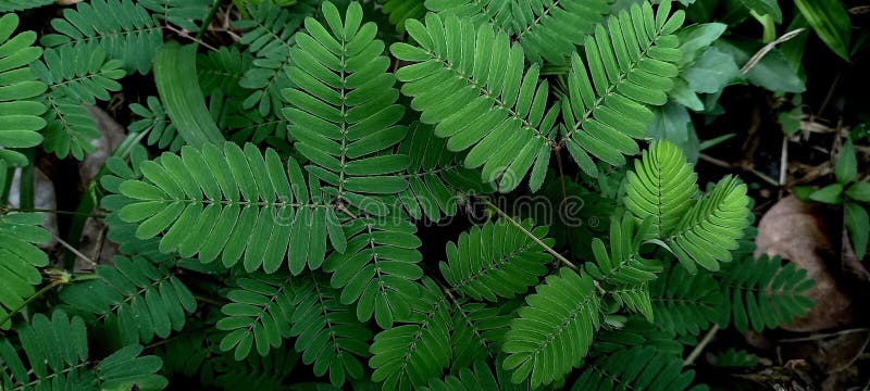 The Flourishing Leaves of the Shy Princess Stock Photo - Image of ...