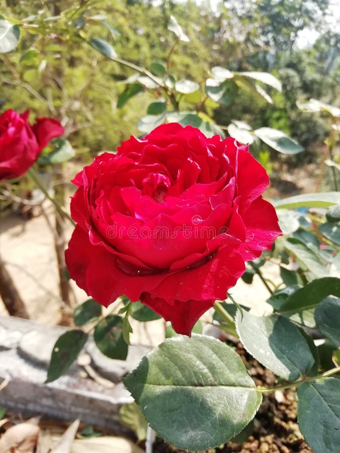 Flourishing Red Rose stock image. Image of rose, roof - 175586619