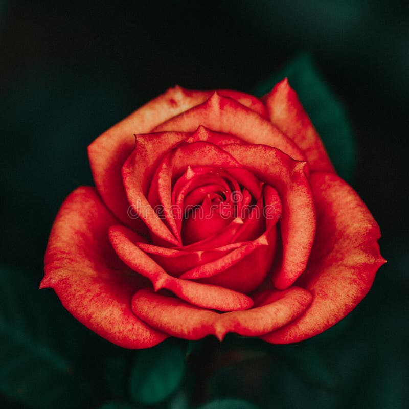 The flourishing red rose stock photo. Image of natural - 220331414