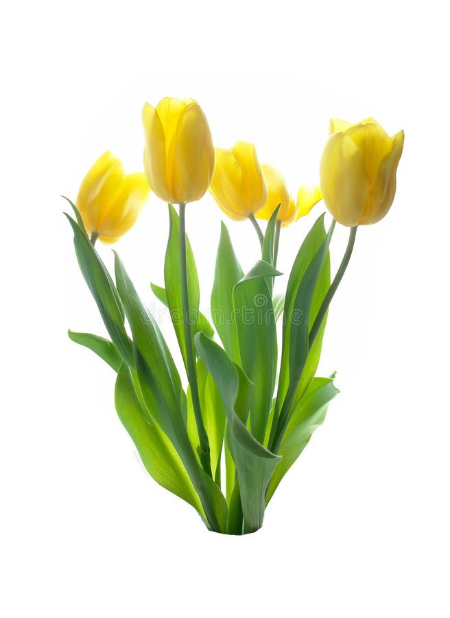 Flover stock photo. Image of spathiphyllum, houseplant - 18832236