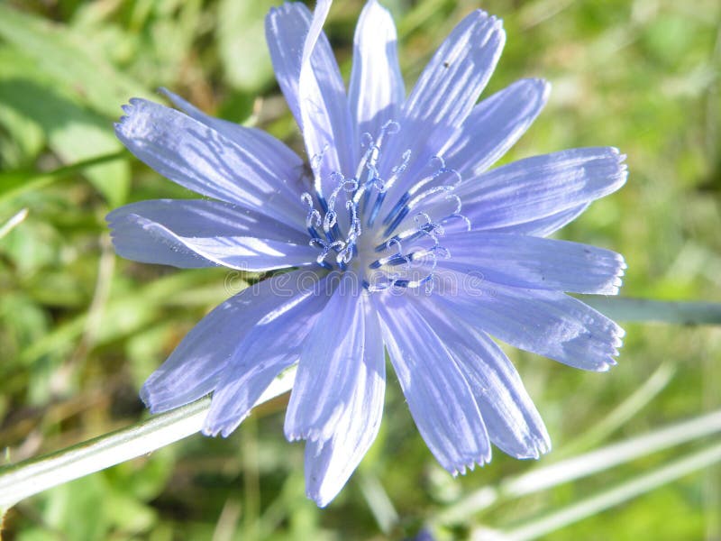 Flovers plants stock image. Image of blume, flower, schapara - 74400929