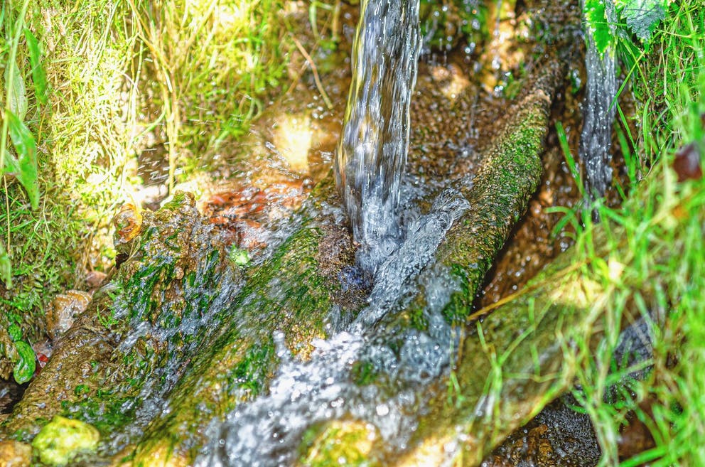 Flow of Clean Fresh Spring Water in the Forest among Branches, Moss and ...