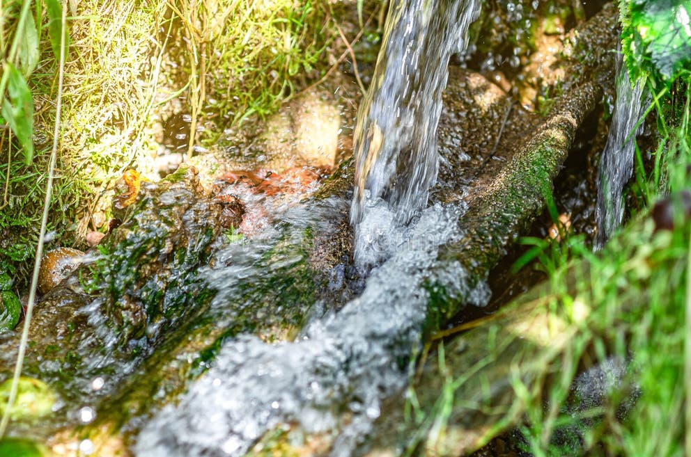 Flow of Clean Fresh Spring Water in the Forest among Branches, Moss and ...