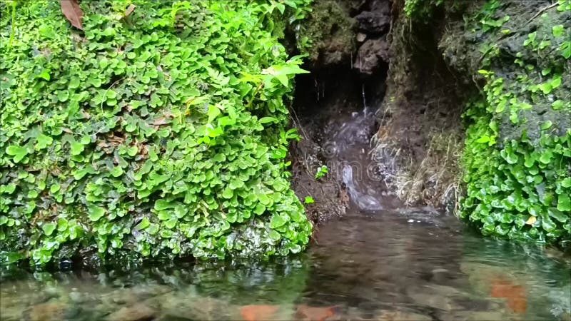 Source of Clear Flowing Spring Water. Stock Video - Video of outdoor ...