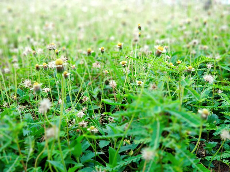 Flow on Flower Lower stock photo. Image of secret, flow - 265773886