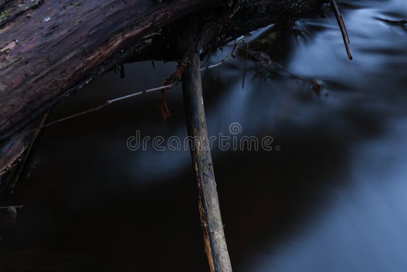 Flow in the Forest with Fallen Tree Stock Image - Image of nature ...