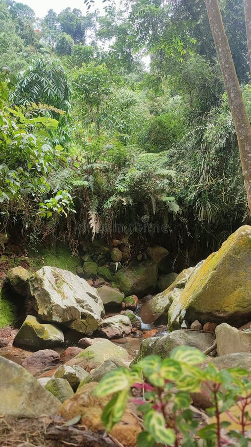 The Flow of a Mountain River of Halimun Salak that Refreshes the Eyes ...