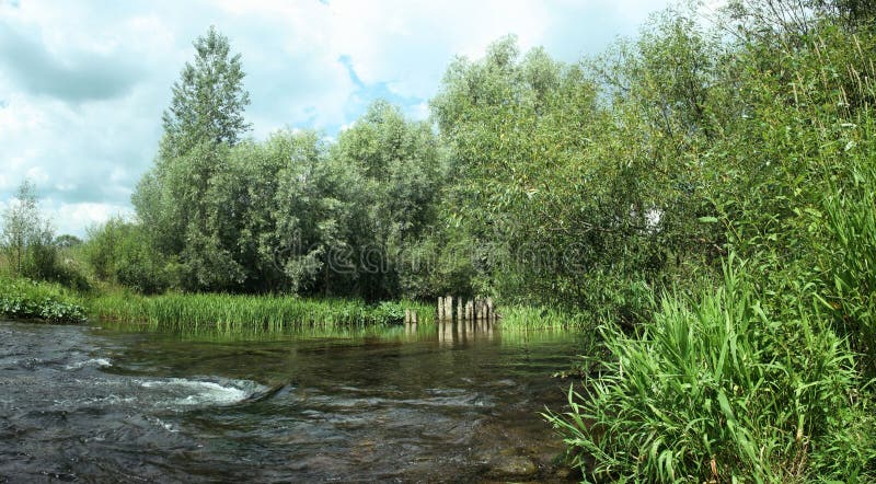 The Flow of the River among the Reeds and Bushes Stock Image - Image of ...