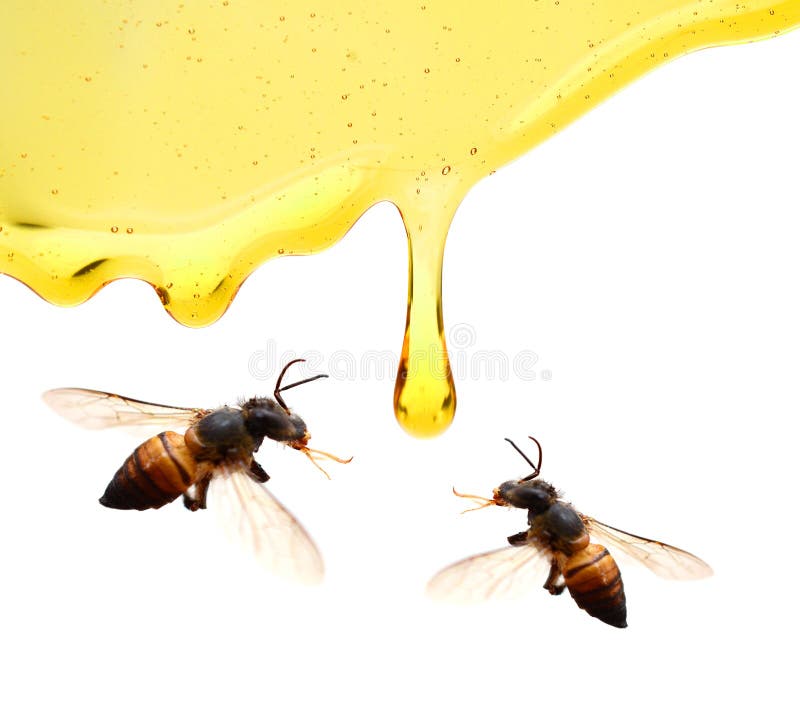 Flow honey. stock photo. Image of background, white - 172095752