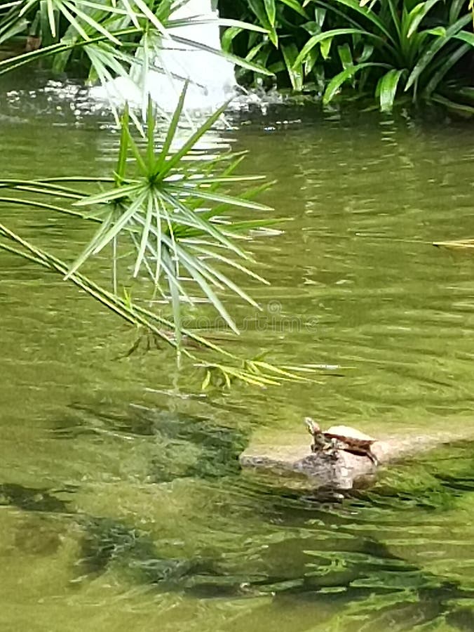 Flow Water Green Lovely Dream Stock Photo - Image of water, dream ...