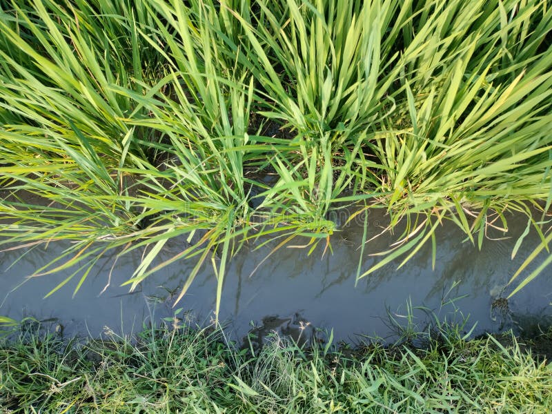 The Flow of Water for Irrigating Rice Stock Photo - Image of grass ...