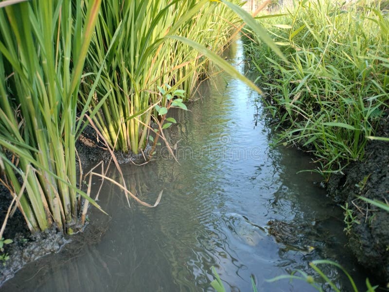 The Flow of Water for Irrigating Rice Stock Photo - Image of farm ...