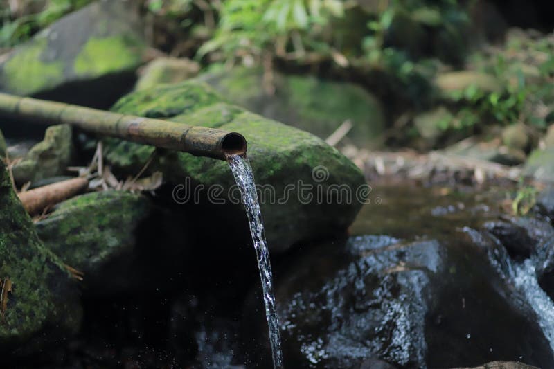 The Flow of Water in a River that Flows through Bamboo in the Middle of ...