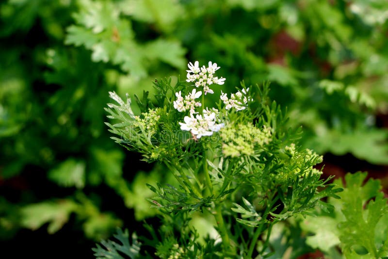 131 Flowar Stock Photos - Free & Royalty-Free Stock Photos from Dreamstime