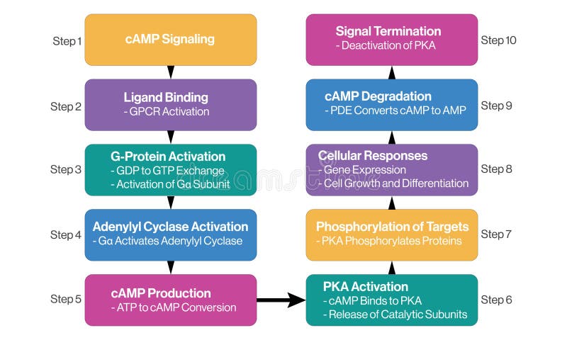 Flowchart of CAMP Signaling Pathway on White Background for Scientific ...