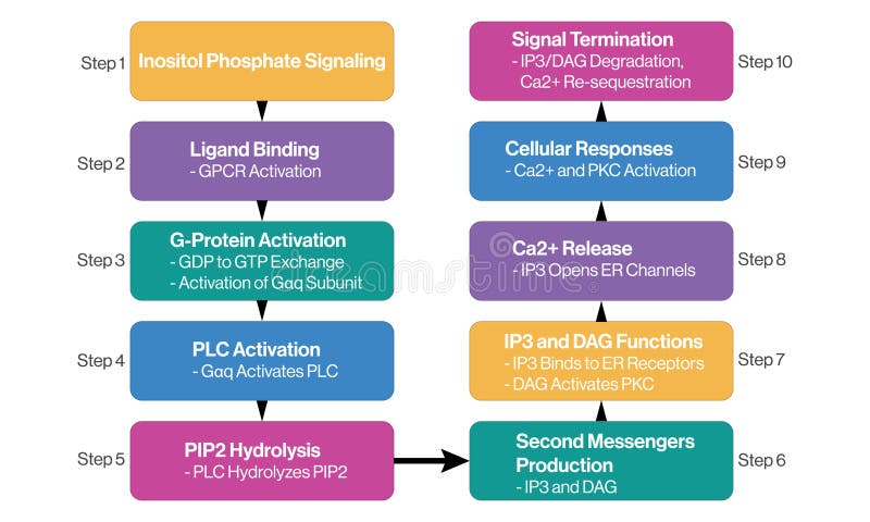 Flowchart of Inositol Phosphate Signaling Pathway on White Background ...