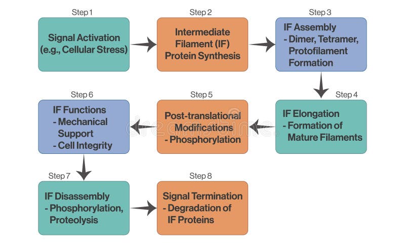 Flowchart of Intermediate Filament Dynamics in Cell Biology on White ...