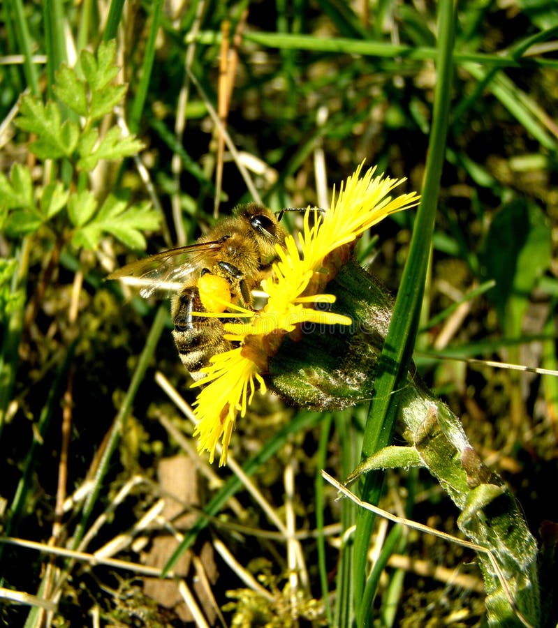 Flowe stock photo. Image of springtime, summer, nature - 9204990