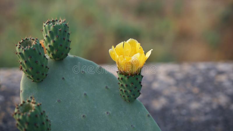 Flowe Amarillo Del Cactus De La Opuntia Del Opuncia Foto de archivo ...